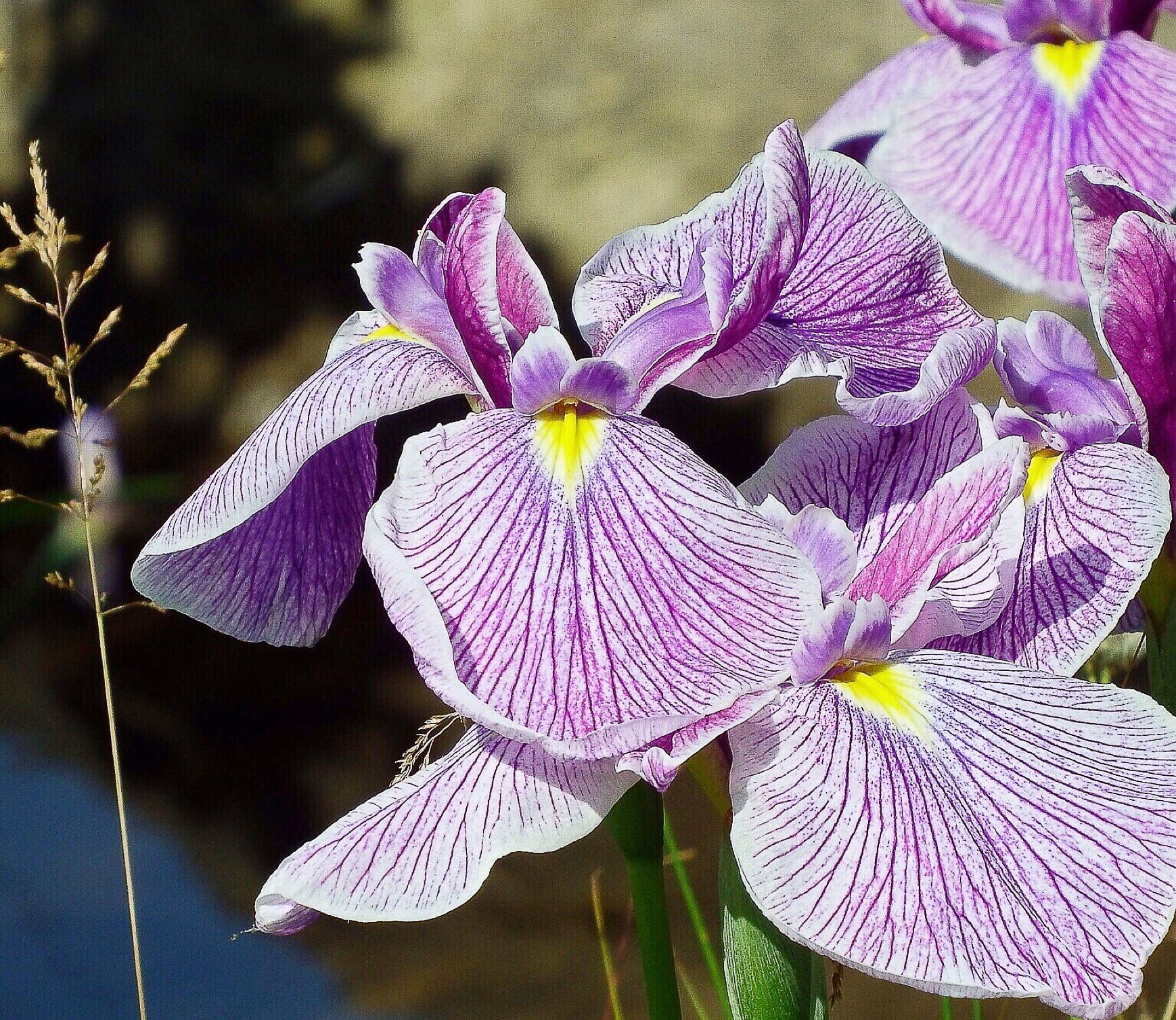40 Facts About Irises: Beautiful Flowers and Useful Plants - Owlcation