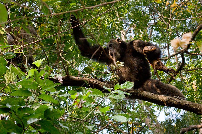 How Do Chimpanzees Hunt and Kill Their Prey? - Owlcation