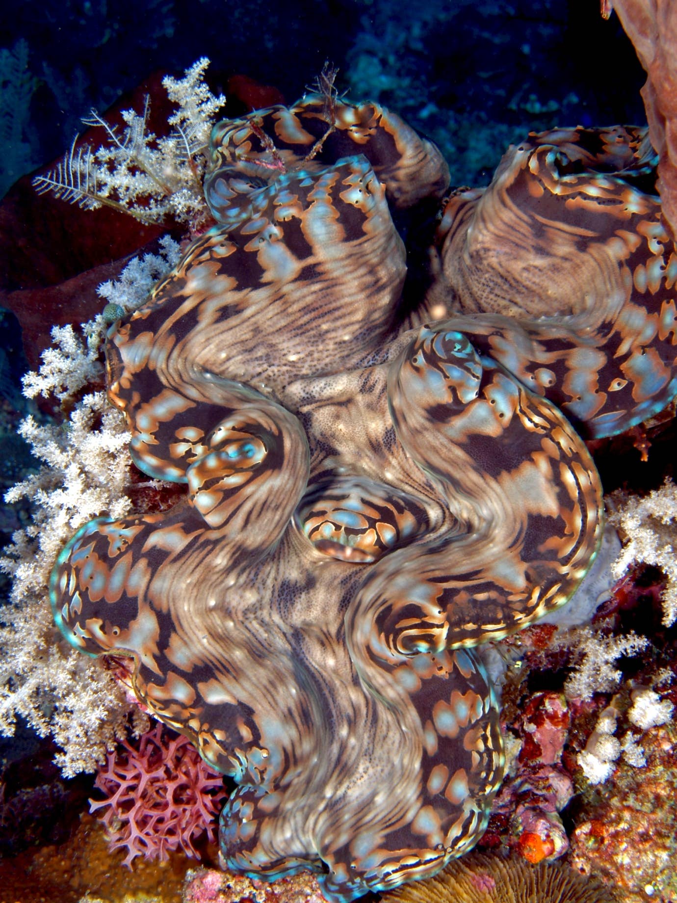 Shell-Bearing Animals - Owlcation