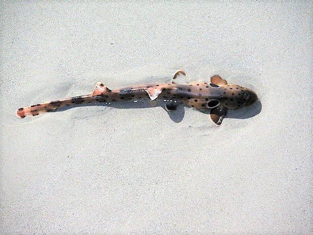 Epaulette Shark: The Shark That Walks on Land - Owlcation