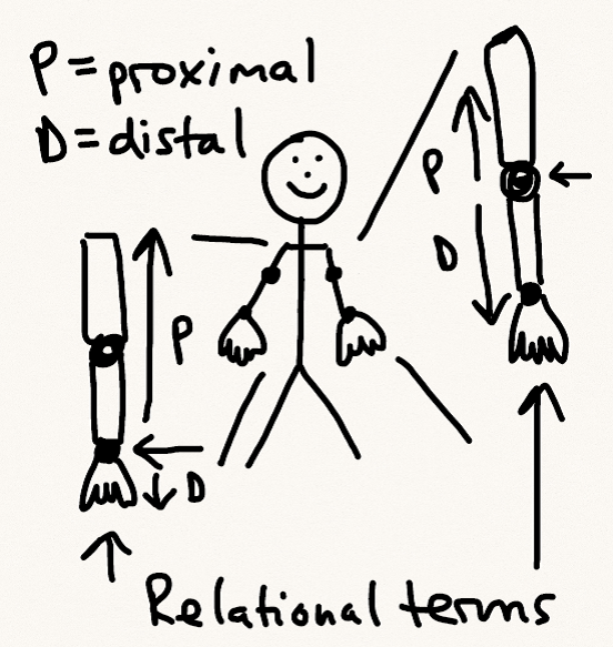 Human Anatomy: Anatomical Terminology, Orientation, and Movement ...
