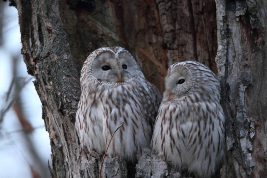 The 10 Most Adorable Japanese Animals Ever! - Owlcation