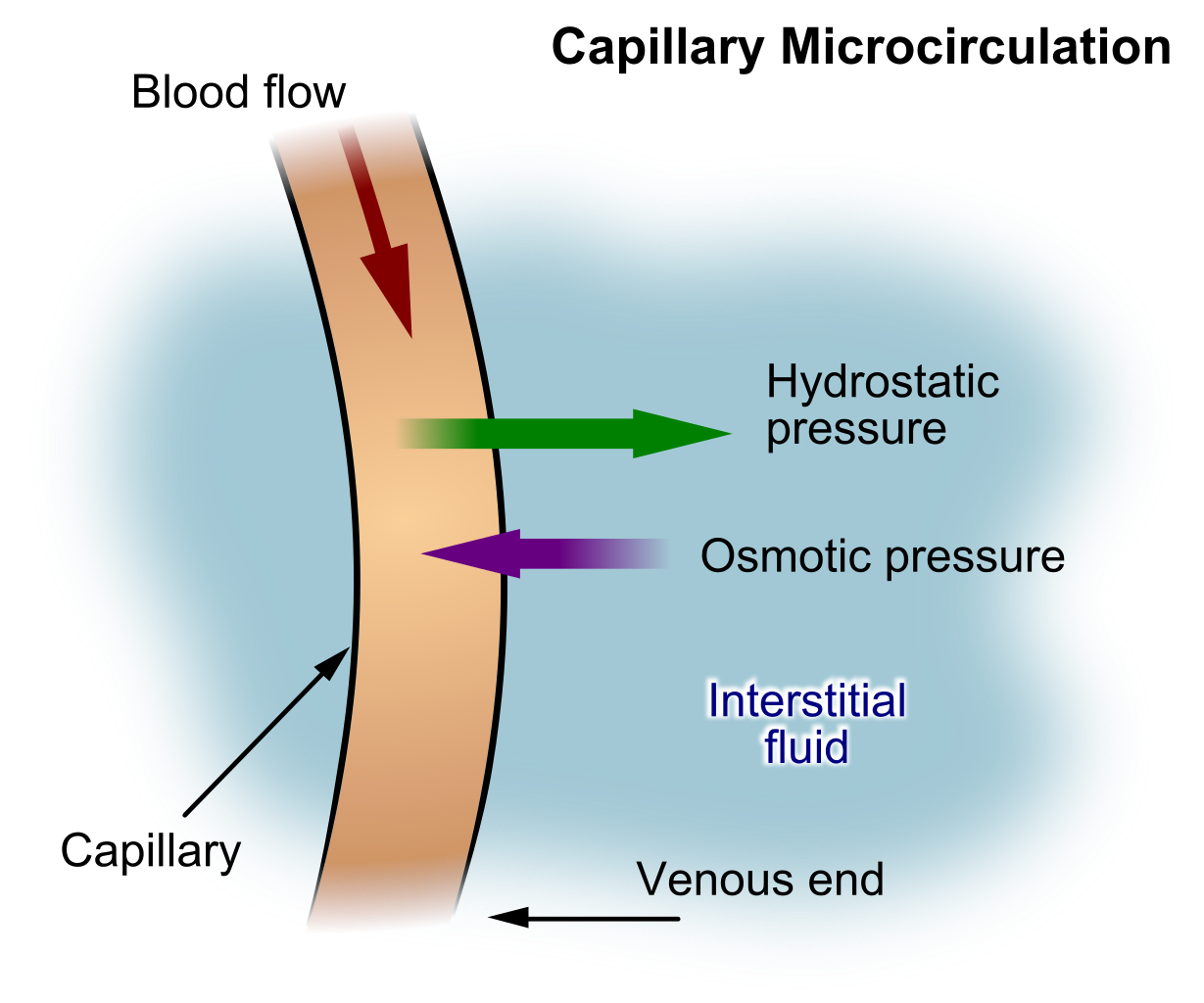 Interstitial Fluid and the Interstitium: Formation and Function - Owlcation