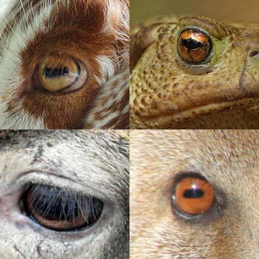 Why Do Goats Eyes Have Weird Rectangular Pupils? - Owlcation