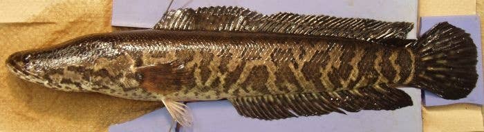 Snakehead Fish: Invasive Predators in North America - Owlcation
