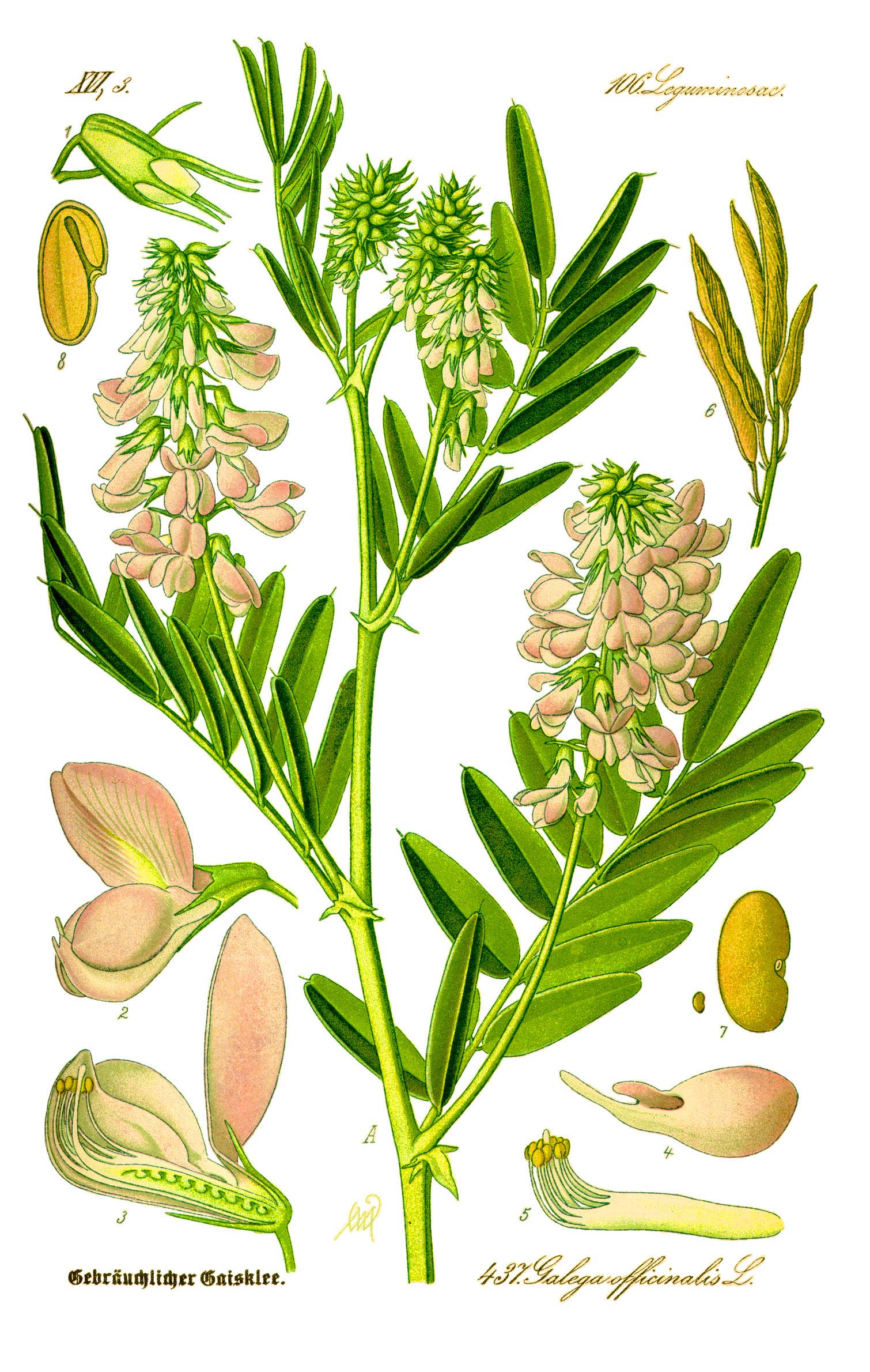 Goat’s Rue Plant, Metformin, and Medication Action in the Body - Owlcation