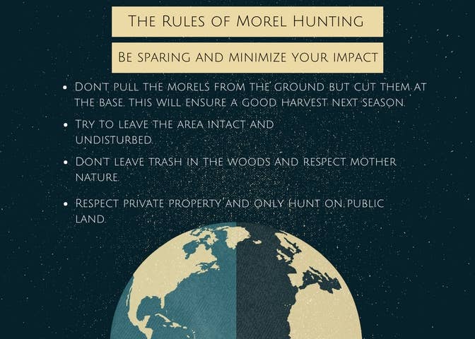 A Guide to Mushroom Hunting for Morels in Southern Oregon - Owlcation