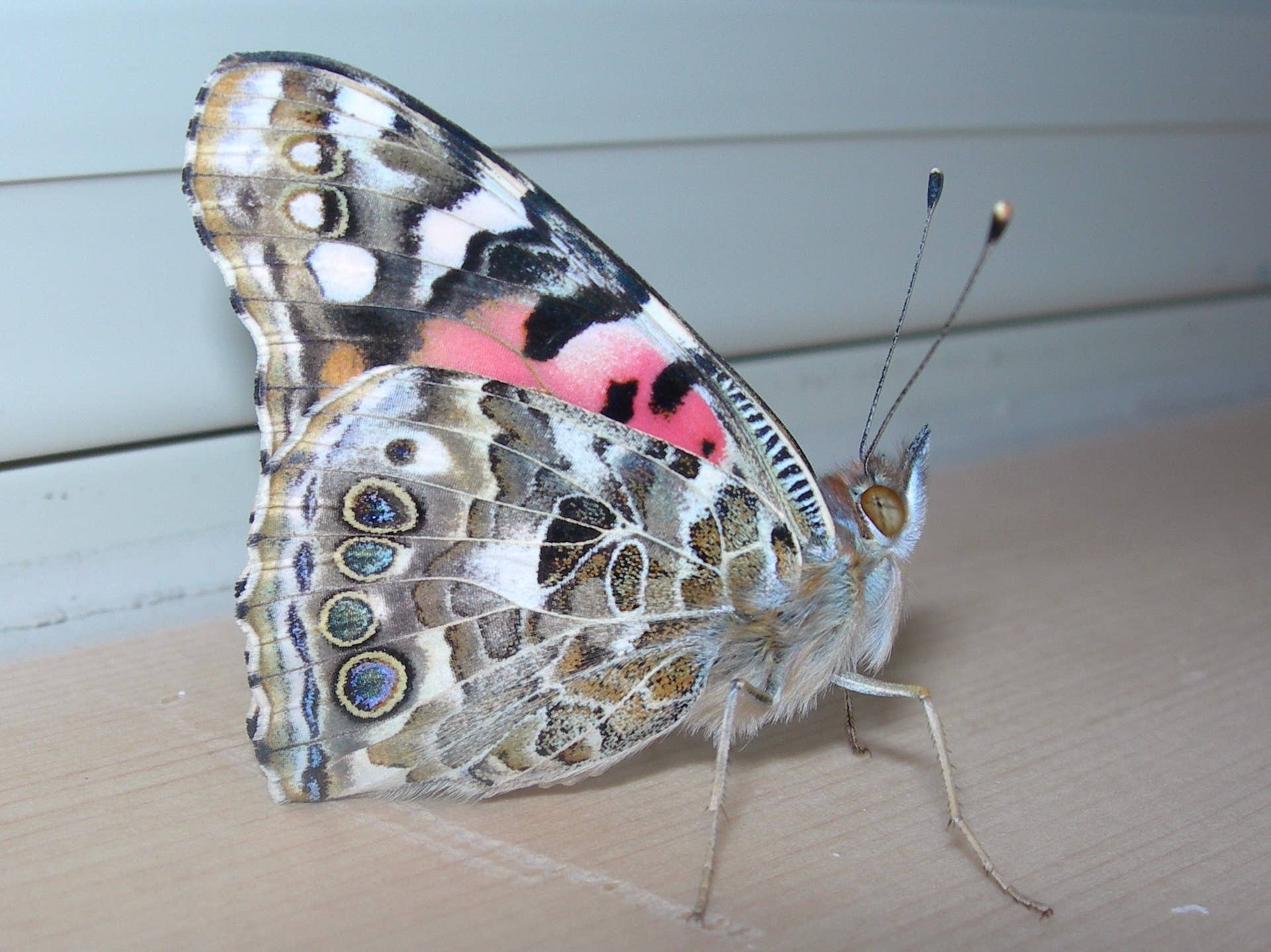 Painted Lady Caterpillars to Butterflies: The Butterfly Lifecycle ...