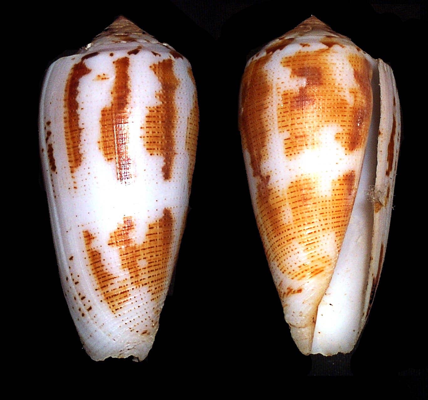 Cone Snail Venom Facts and Potential Medical Benefits - Owlcation