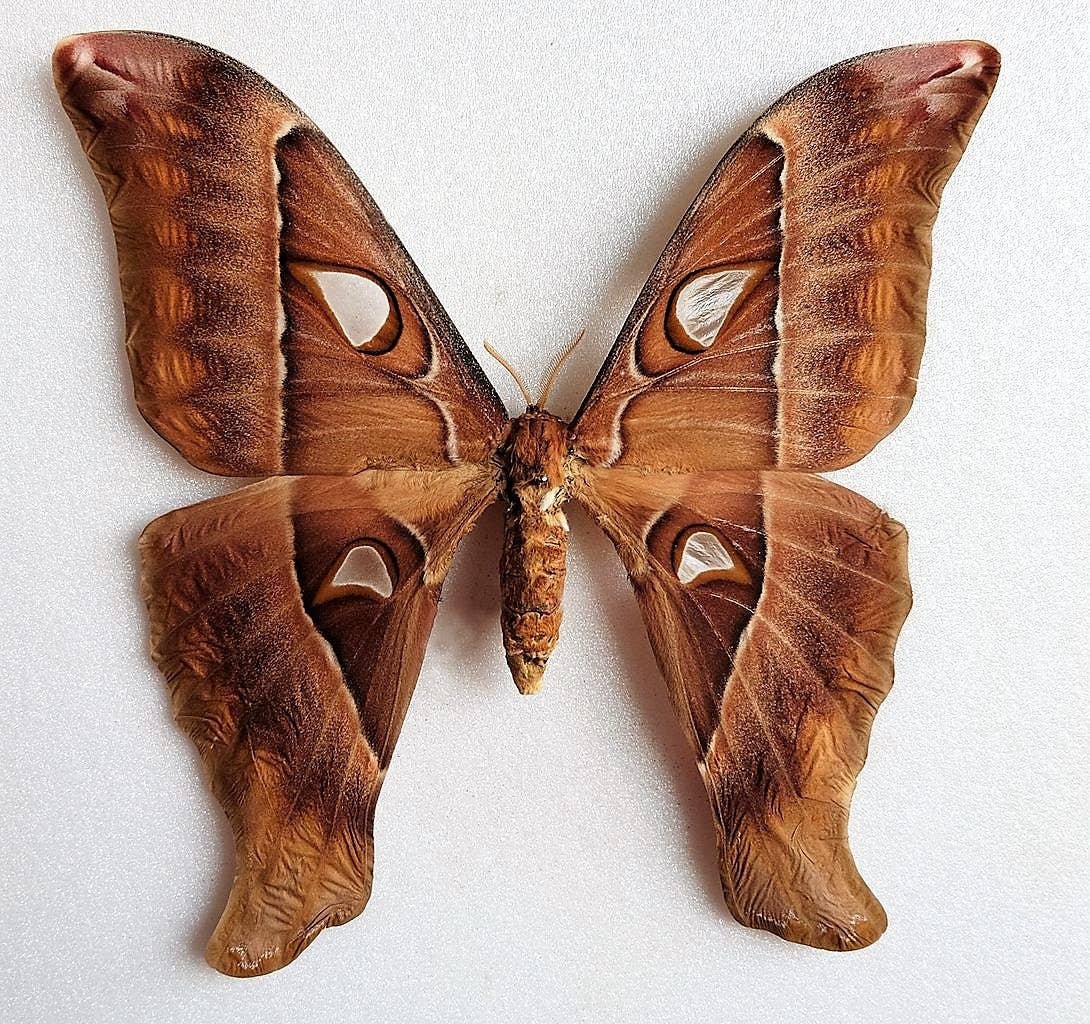 10 Attractive Moths in the Family Saturniidae: Facts and Photos - Owlcation