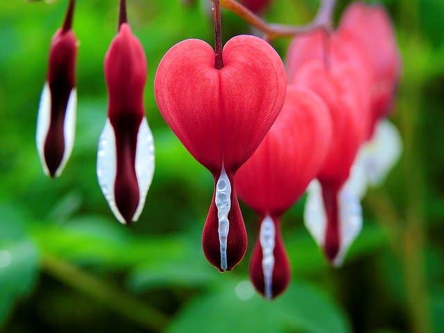 10 Most Beautiful Flowers in the World - Owlcation