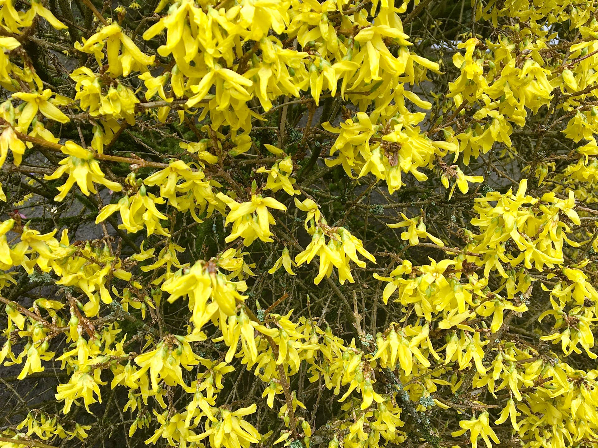 Spring Flowers of the Pacific Northwest: Facts and Photos - Owlcation