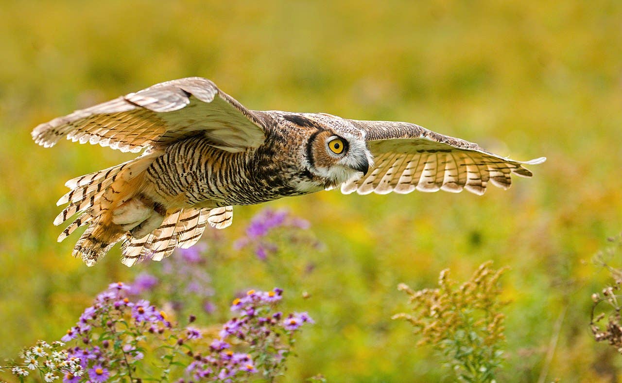 Owls of the United States: Identification Guide - Owlcation