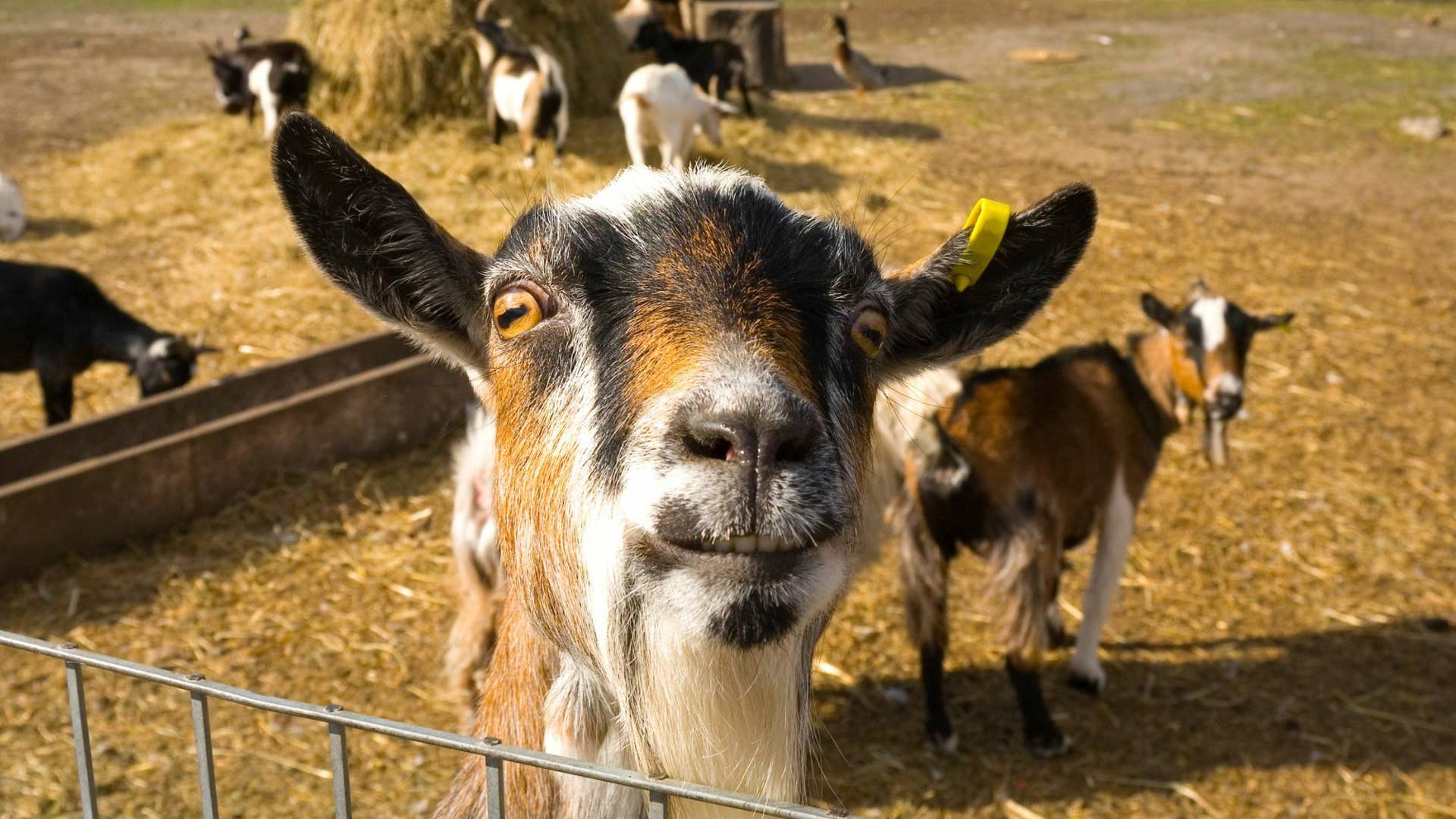 Why Do Goats Eyes Have Weird Rectangular Pupils? - Owlcation