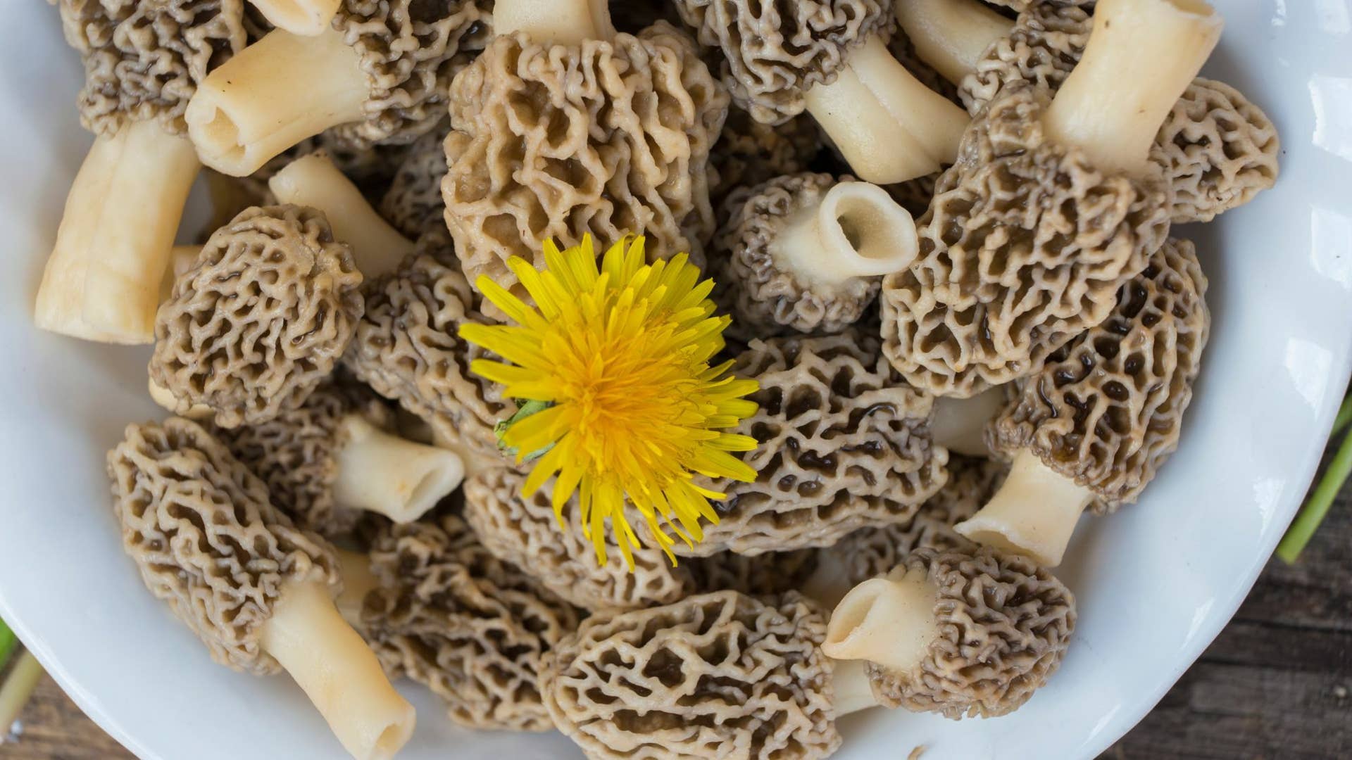 A Guide to Mushroom Hunting for Morels in Southern Oregon - Owlcation
