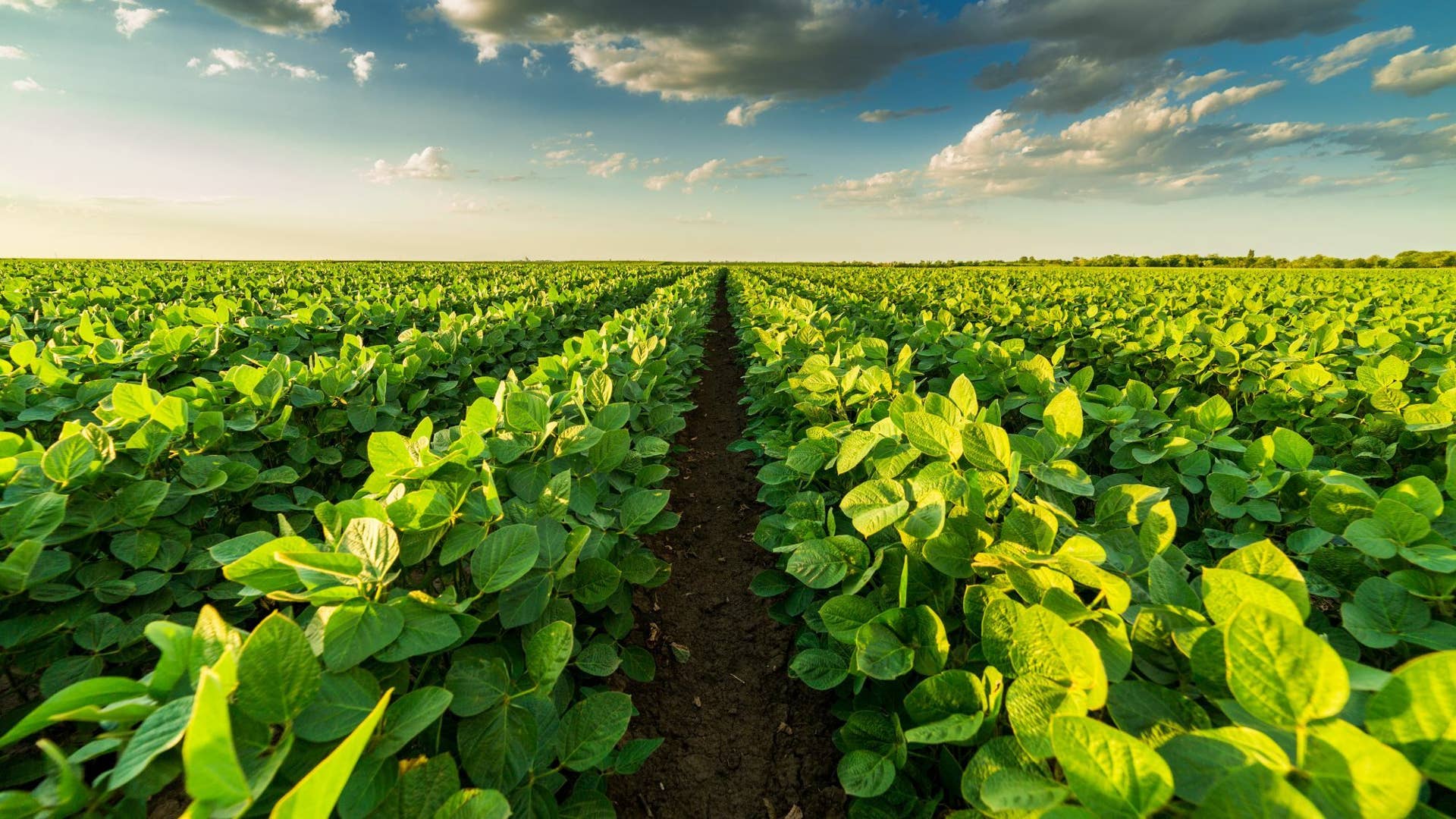A Comprehensive Guide to Crop Identification - Owlcation