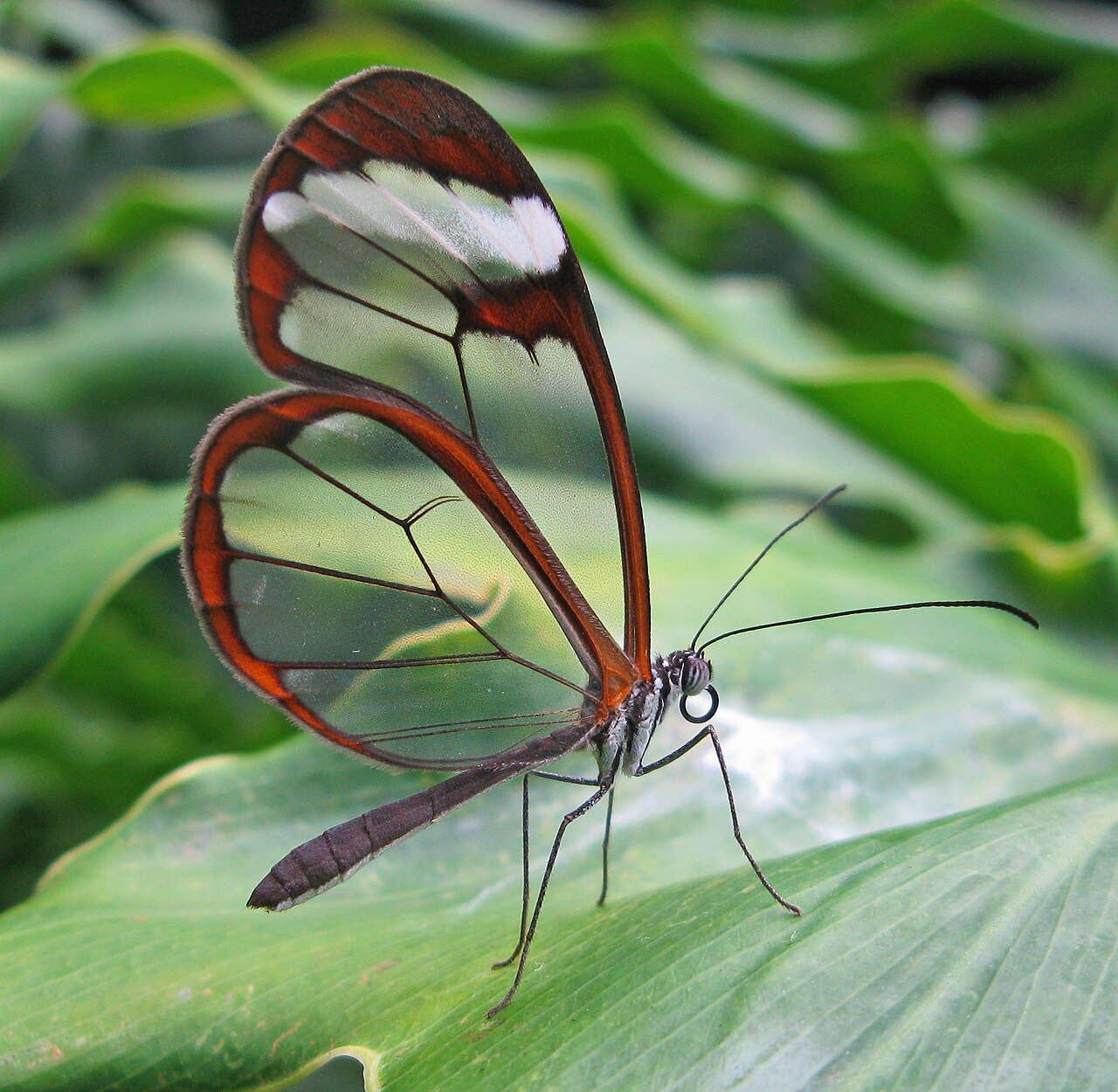 11 Most Beautiful and Amazing Insects - Owlcation