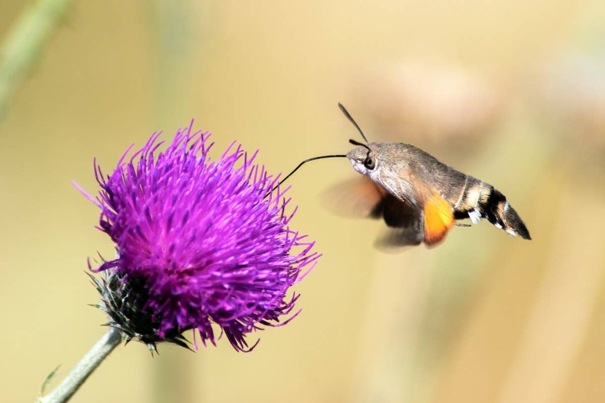 11 Most Beautiful and Amazing Insects - Owlcation