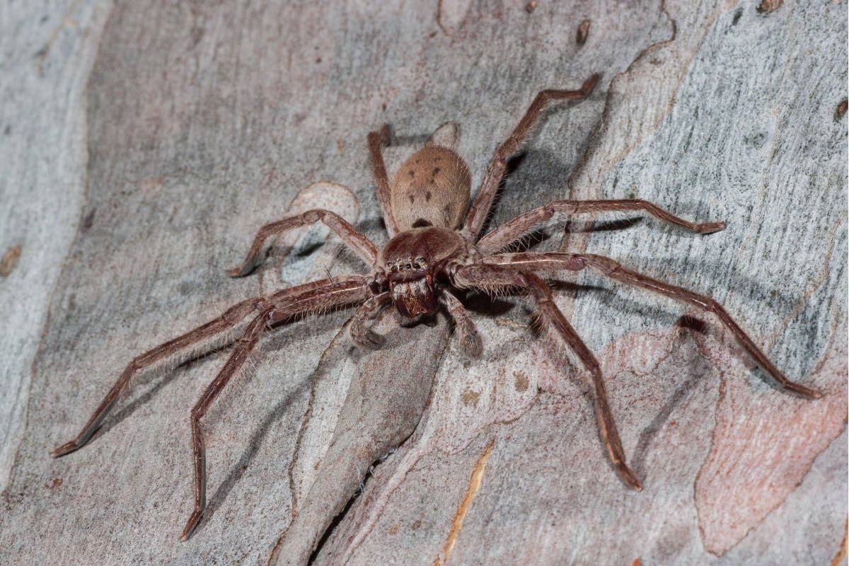 The 6 Biggest Spiders in Florida: Giants Among Us - Owlcation