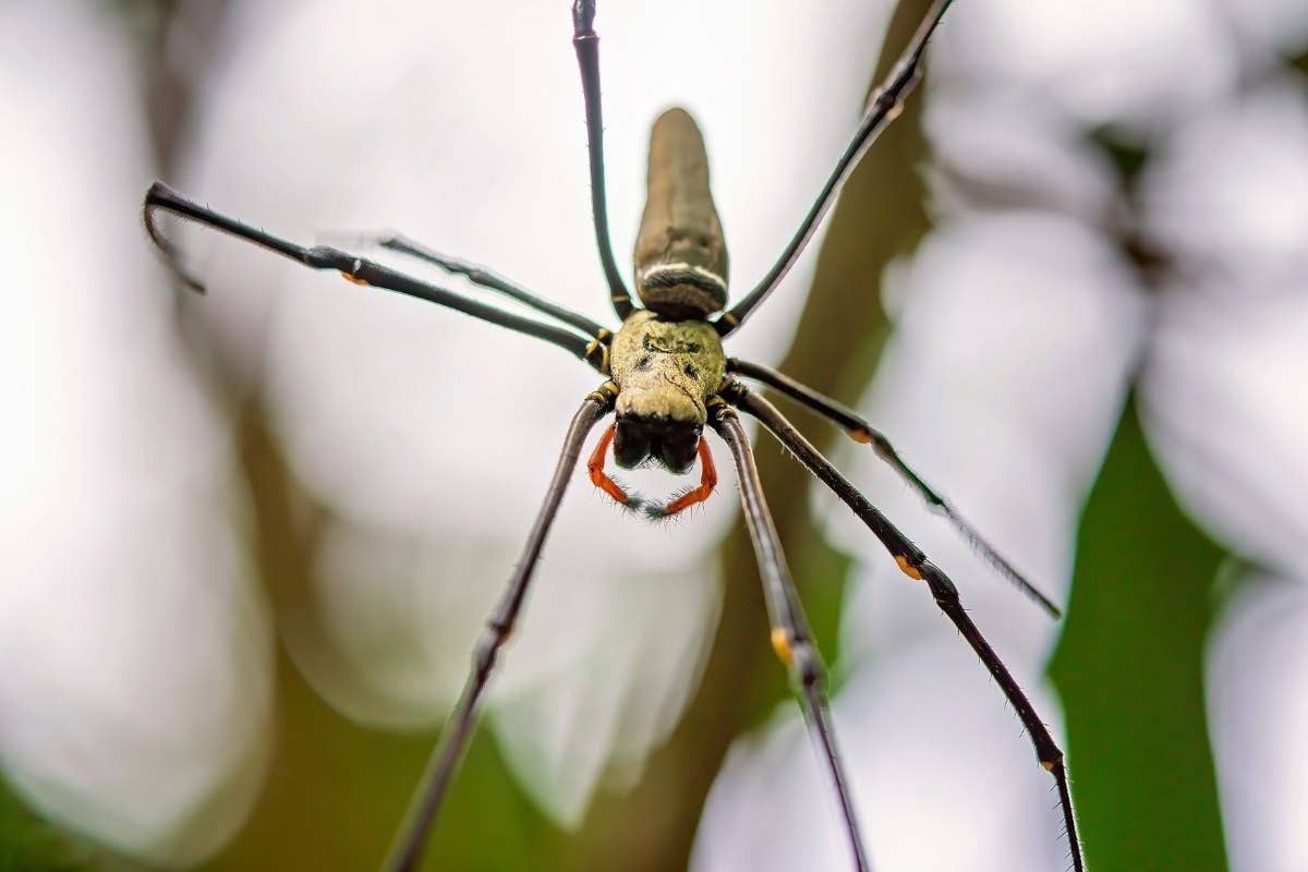 The 6 Biggest Spiders in Florida: Giants Among Us - Owlcation