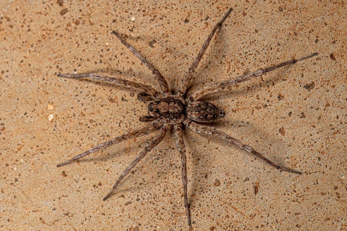 The 6 Biggest Spiders in Florida: Giants Among Us - Owlcation