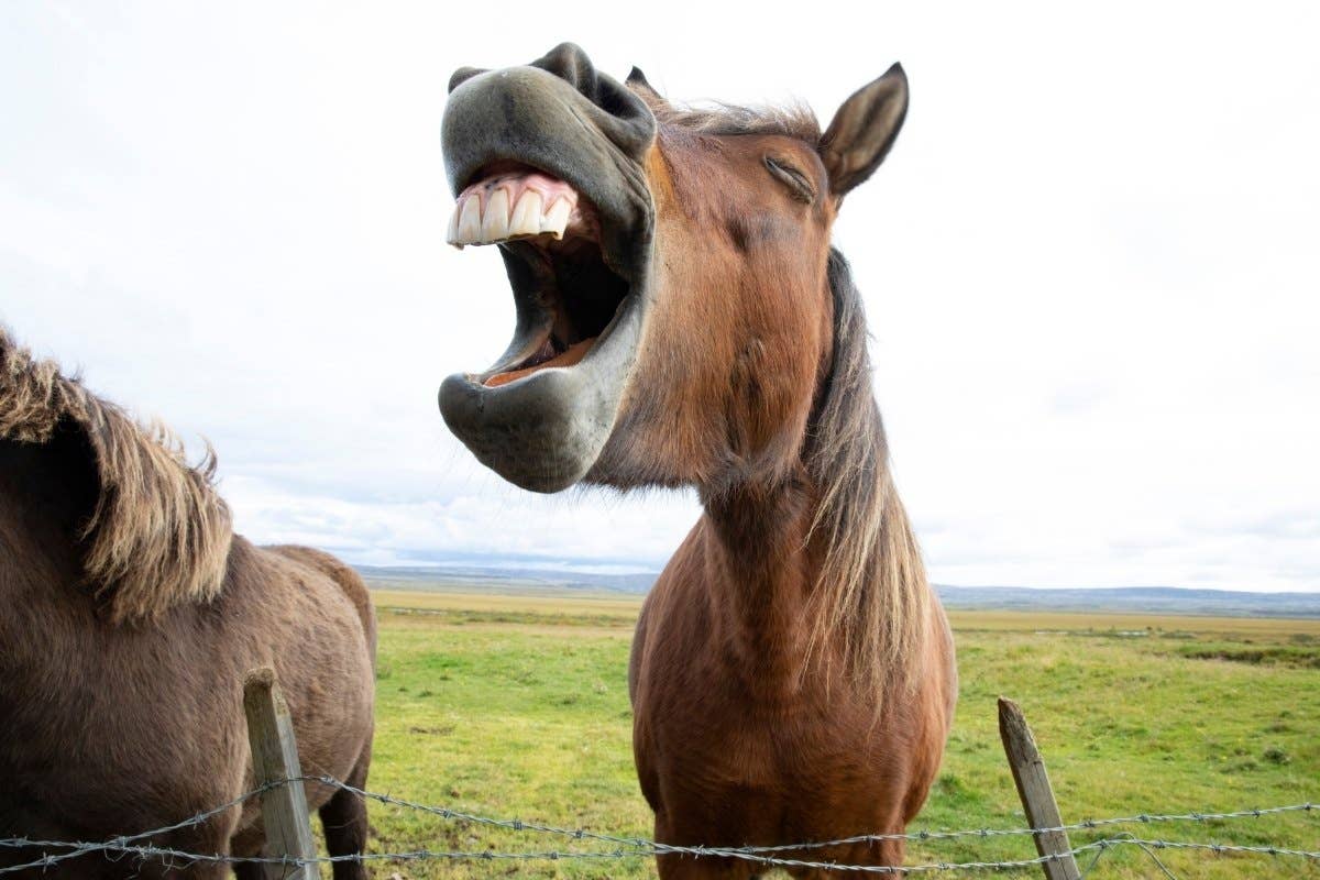 25 Horse Sayings, Idioms, and Their Surprising Origins Explained ...