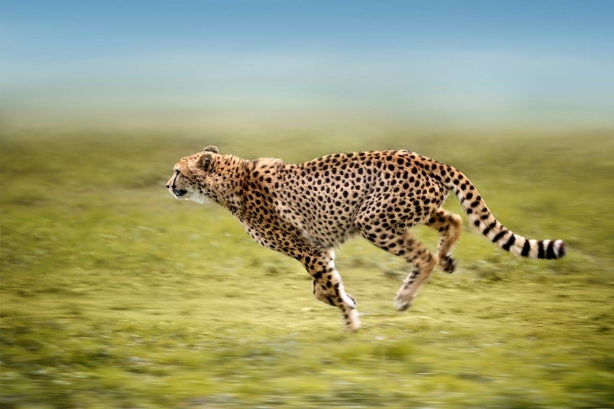 Do Cheetahs Hunt or Kill Humans? The Truth About the World’s Fastest ...