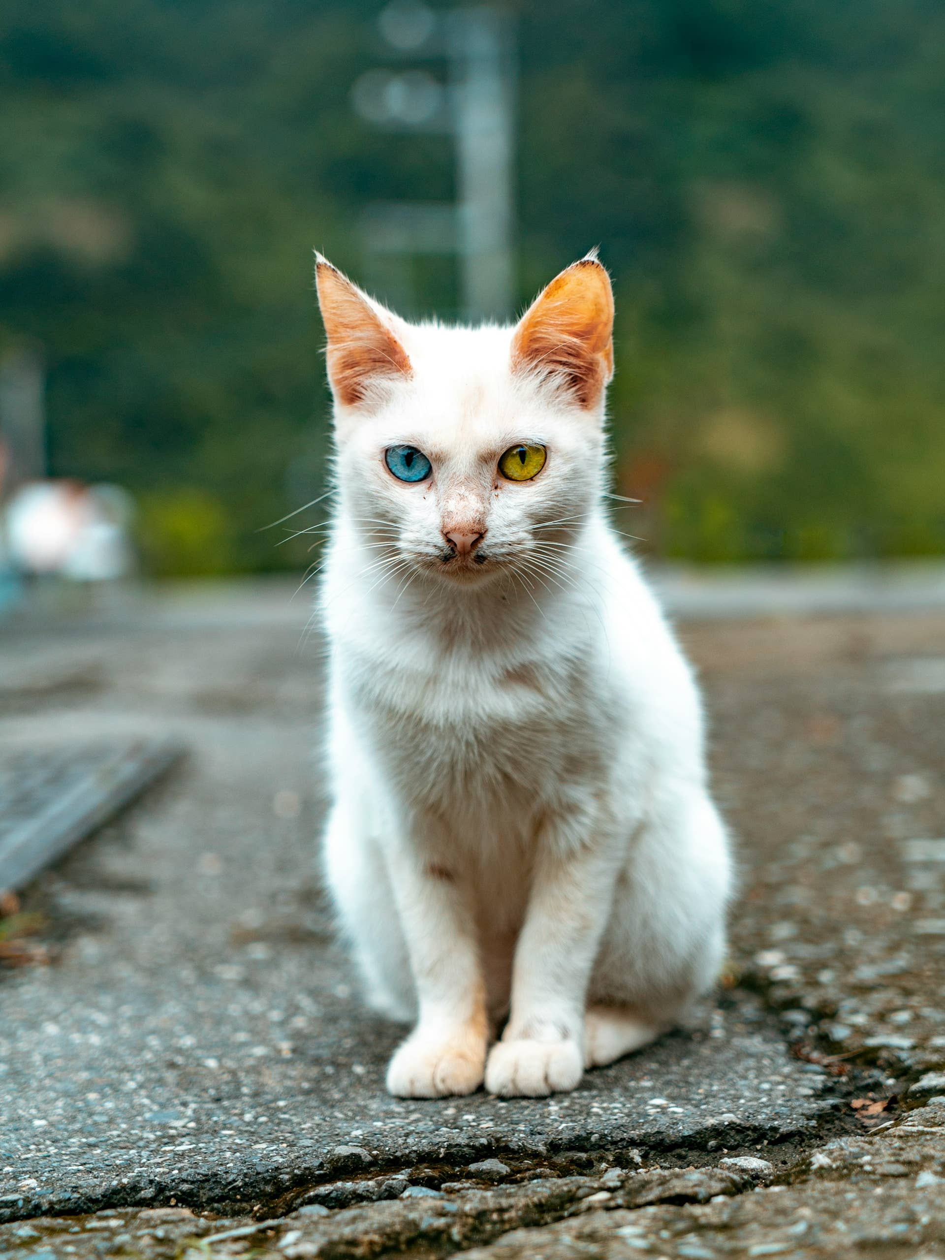 Two Different Eye Colors? Here's the Fascinating Science Behind ...