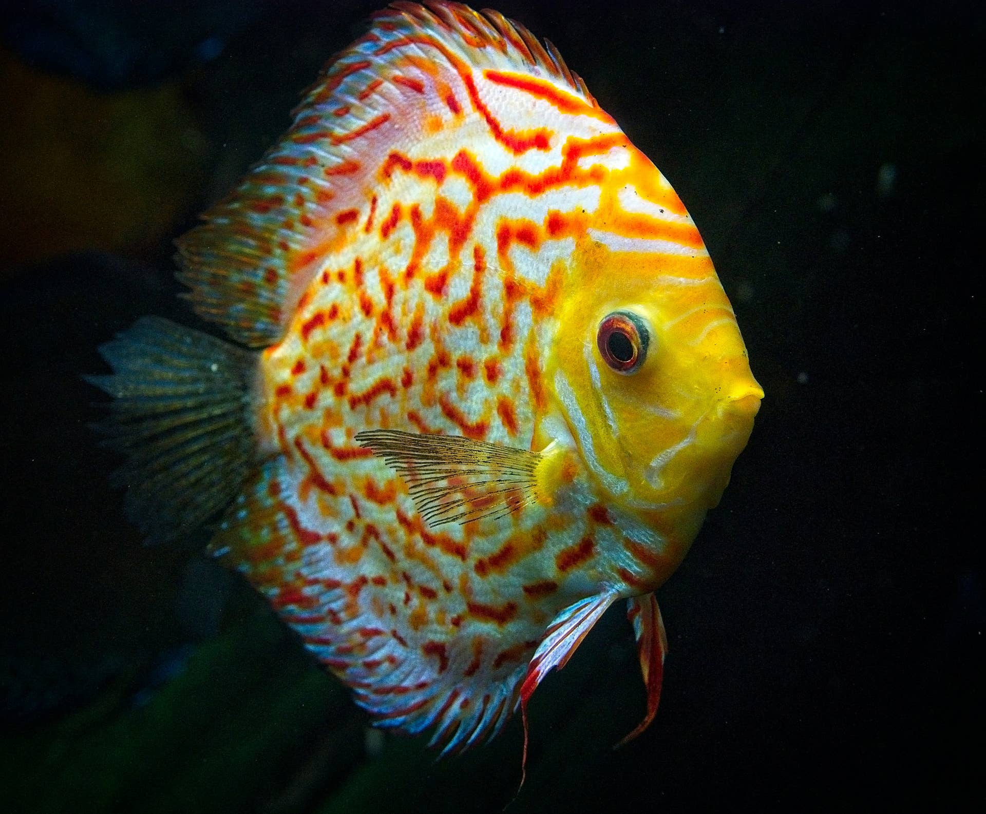 Most Beautiful Fish in the World: Nature’s Living Jewels - Owlcation