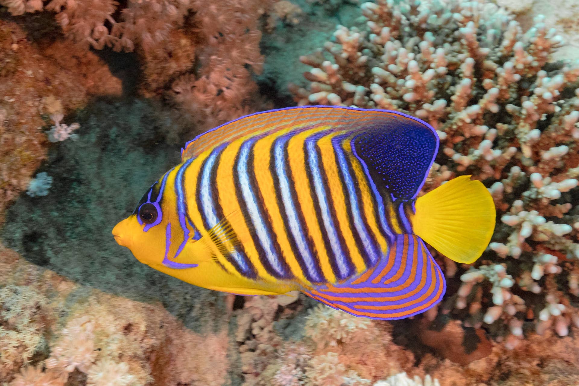 Most Beautiful Fish in the World: Nature’s Living Jewels - Owlcation