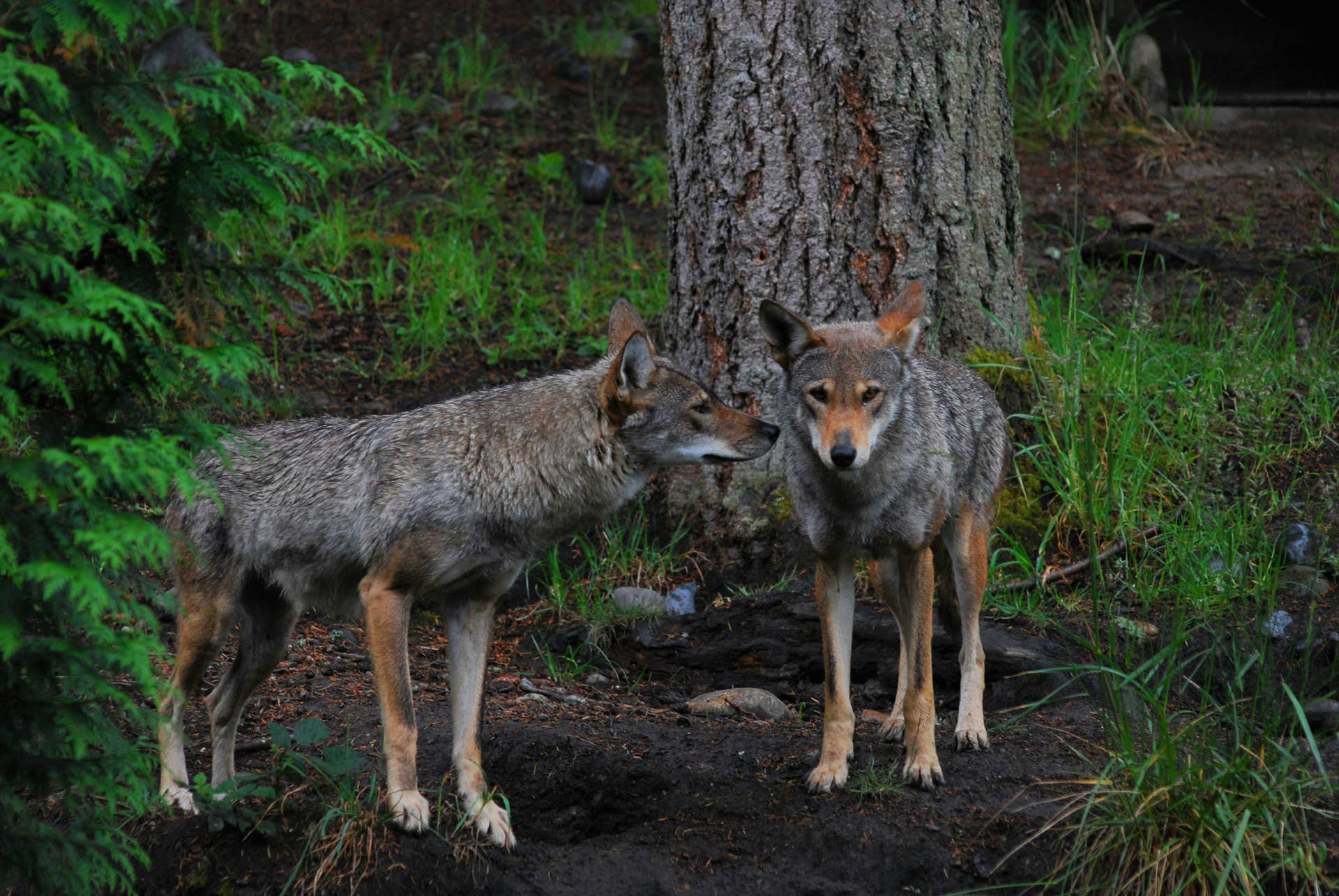 The 25 Most Critically Endangered Animal Species of 2024: Racing ...