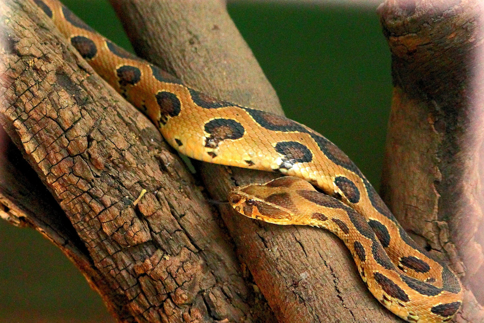 The 25 Deadliest Snakes Ranked By Venom - Owlcation