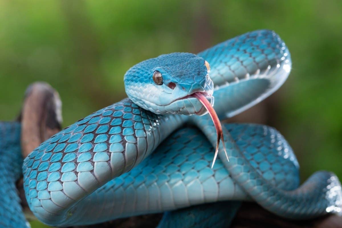 The 25 Deadliest Snakes Ranked By Venom - Owlcation