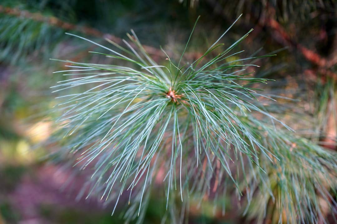 Discover the beauty and benefits of Michigan's iconic pine trees and ...