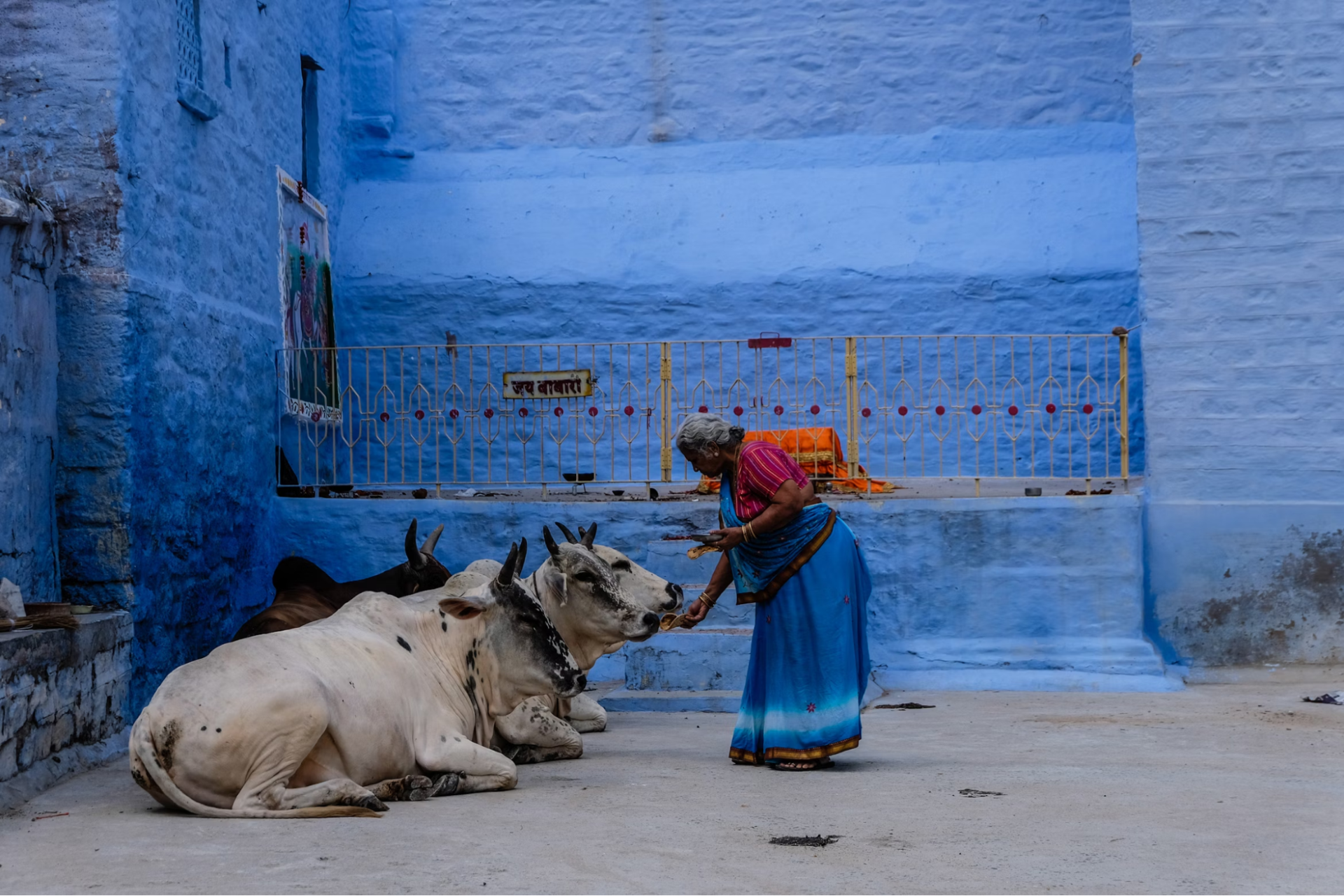Common Animal Vocabulary in Punjabi: 10 Animal Names - Owlcation