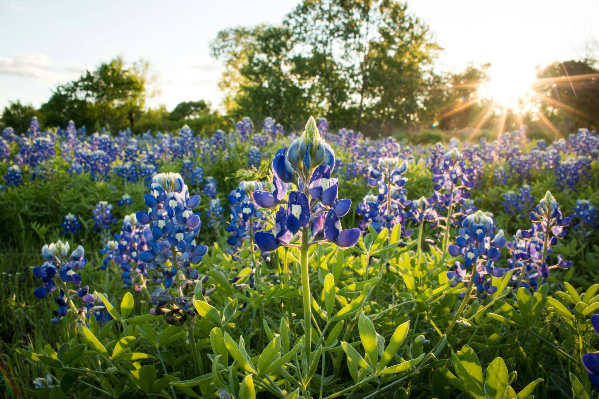Bluebonnets and Wildflowers: A Comprehensive Guide to Nature's ...