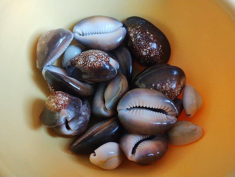 Univalve Shell ID Guide: Conchs, Whelks, Cones, Helmets, and More ...