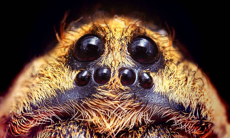 How Many Eyes Does a Spider Have? What Do Spider Eyes Look Like ...