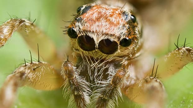 How Spiders Breathe - Owlcation