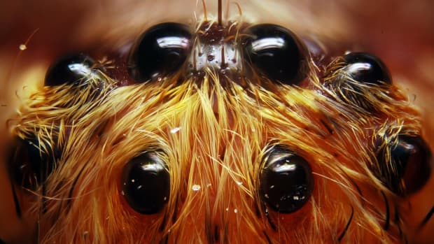 How Spiders Breathe - Owlcation