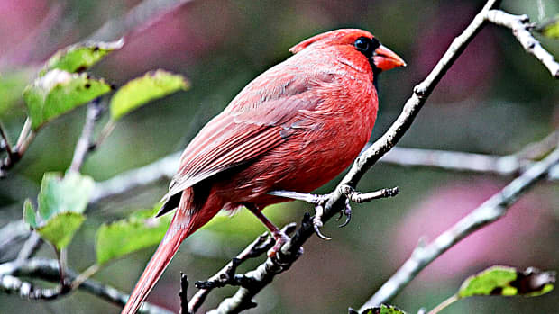 Types of Blue Birds in NC: Bluebirds, Indigo Buntings, and Jays - Owlcation
