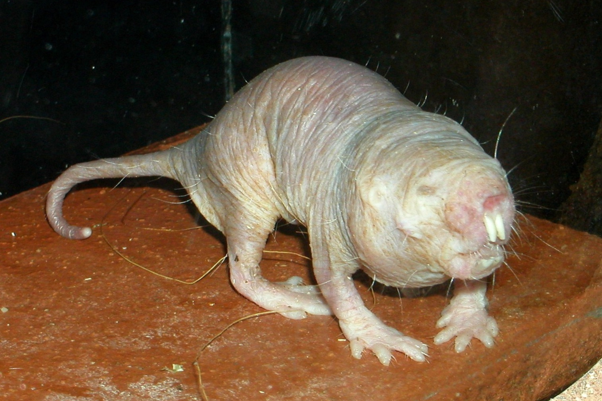 Top 5 Solitary Predators: Dangerous Lone Hunters in the Wild - Owlcation