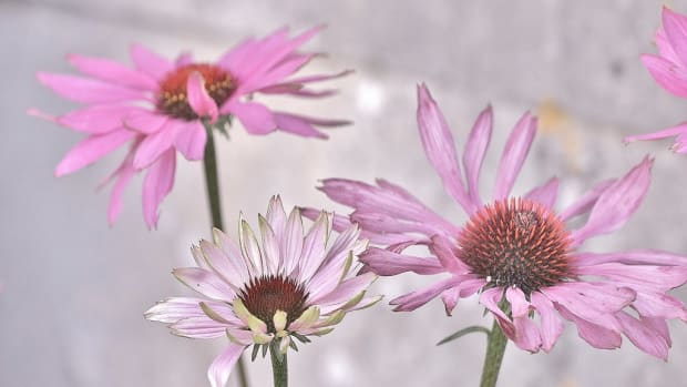 Marshall Medoff's Xyleco Works to Improve the Environment - Owlcation