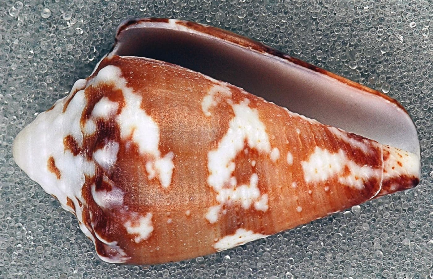 Cone Snail Venom Facts and Potential Medical Benefits - Owlcation