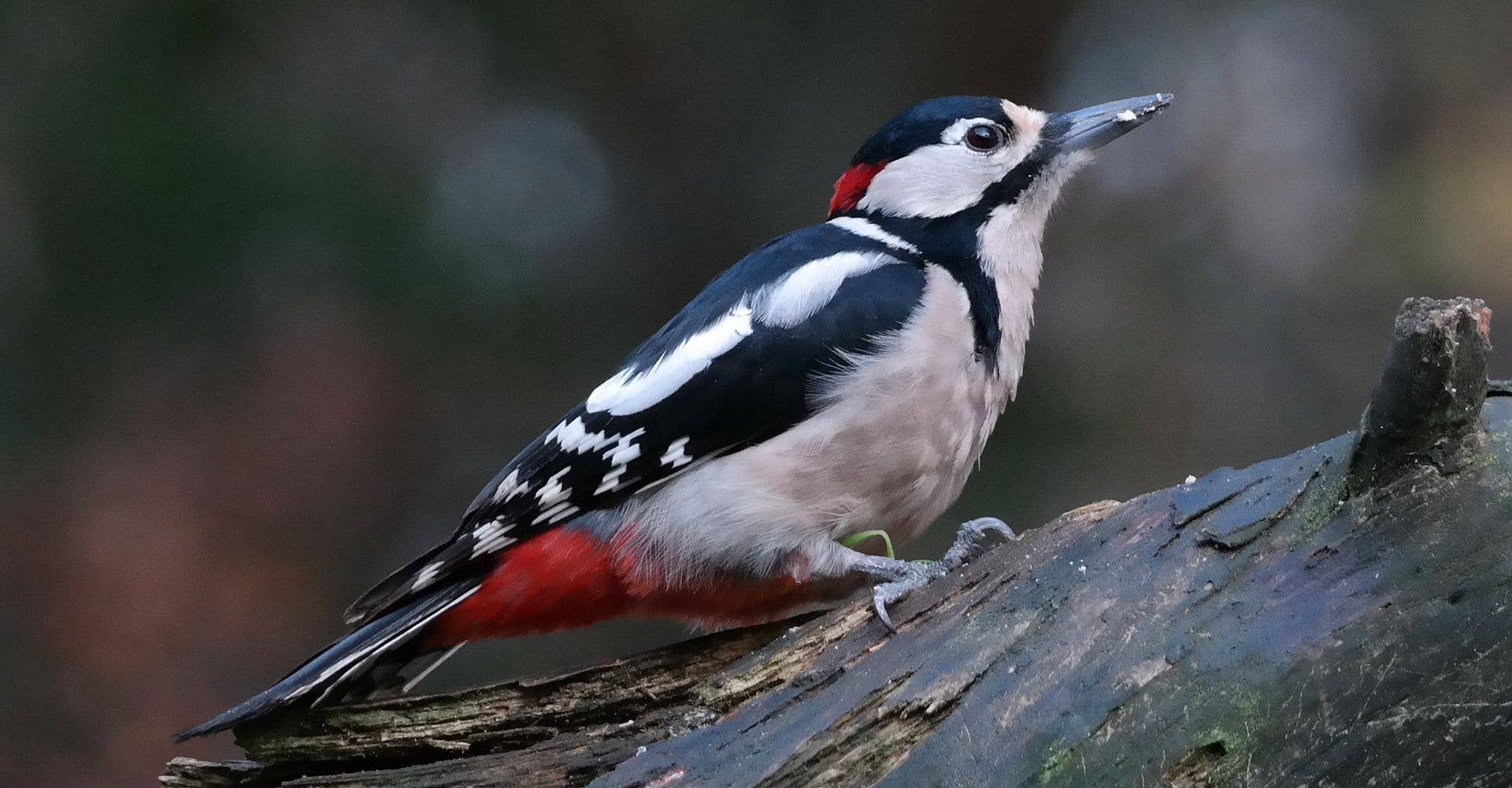 10 Amazingly Colourful Woodpeckers and Their Beautiful Allies - Owlcation