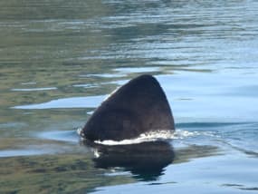 Facts About Basking Sharks - Owlcation