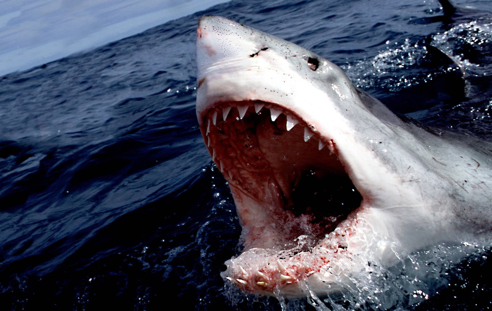 10 Deadliest Animals on the Planet - Owlcation