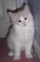 Facts and Myths About Mammal Hybridization - Owlcation