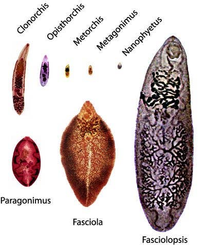 Facts About Whale Parasites - Owlcation