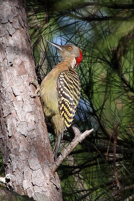 10 Amazingly Colourful Woodpeckers and Their Beautiful Allies - Owlcation